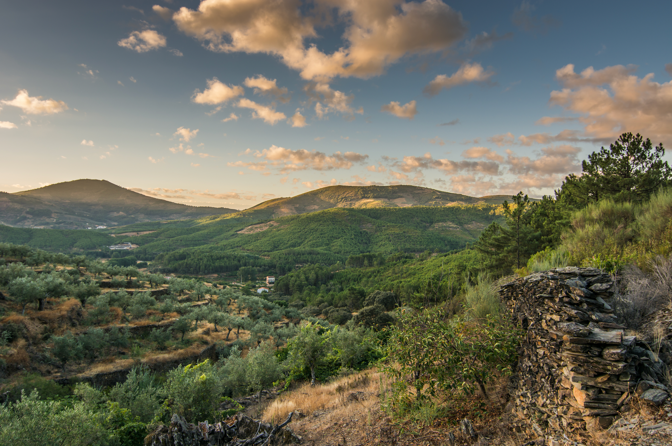 Give Trees in Honor or Memorial | A Lasting and Meaningful Gift
