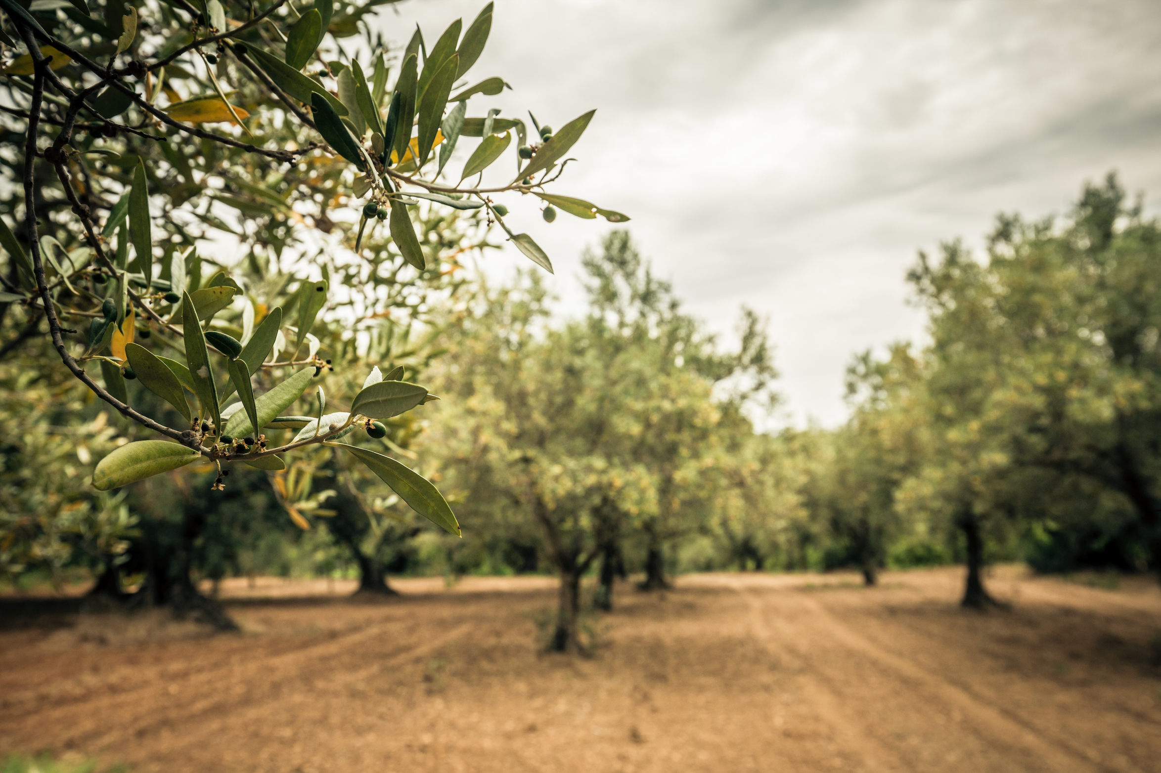 Give Trees in Honor or Memorial | A Lasting and Meaningful Gift
