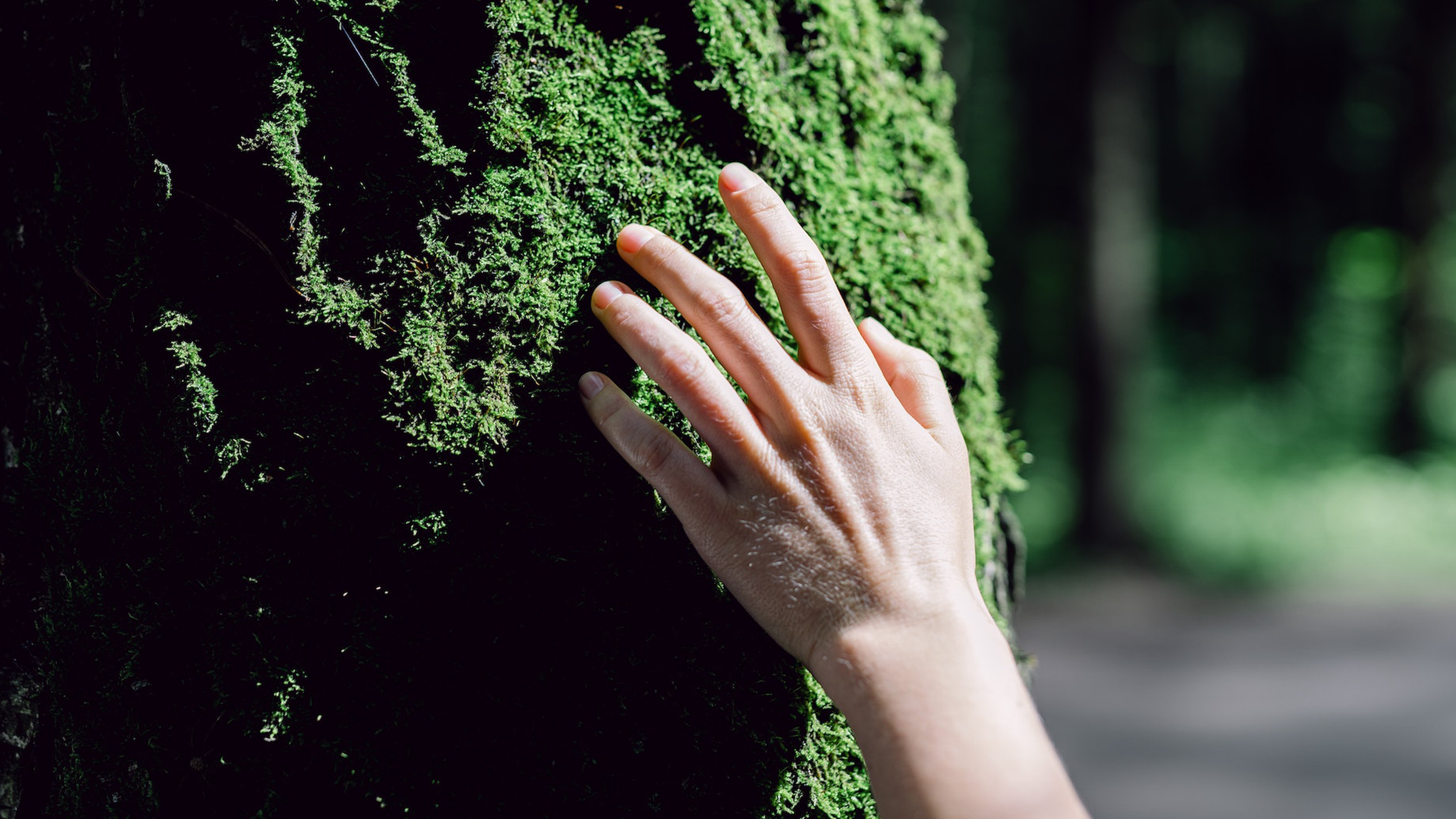 ABOUT US - Trees for the Holy Land