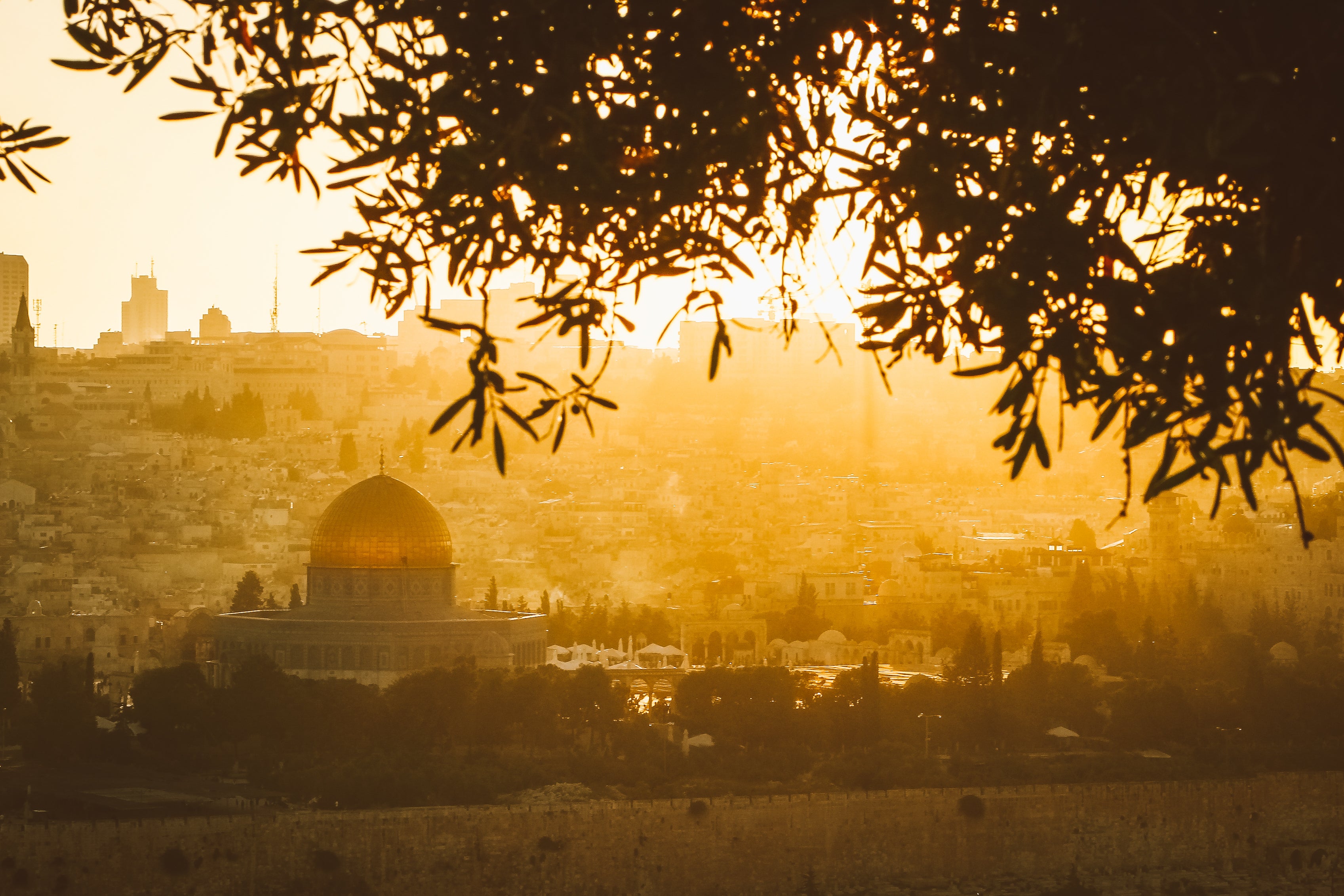 Give Trees in Honor or Memorial | A Lasting and Meaningful Gift