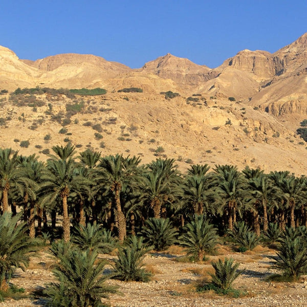 Trees for the Holy Land - A Bar/Bat Mitzvah Garden of Thirteen Trees