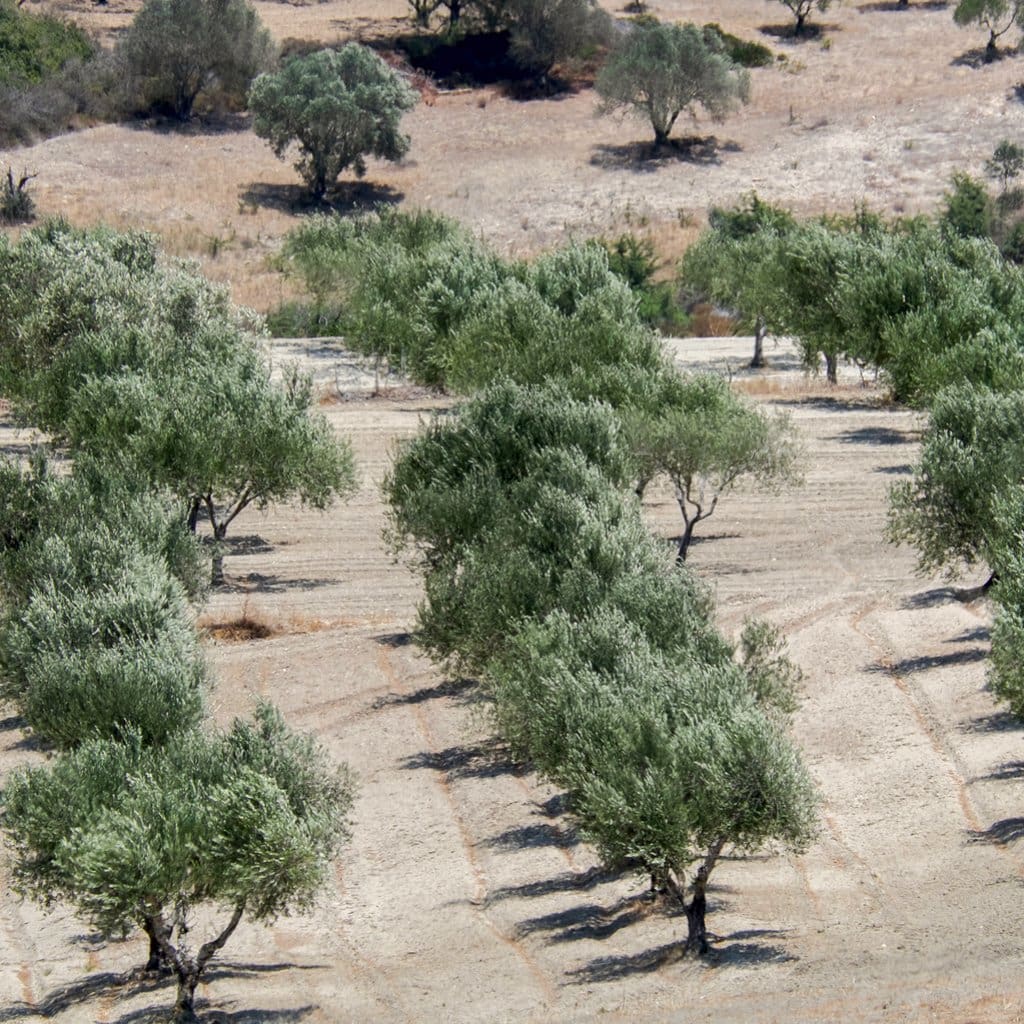 Trees for the Holy Land - A Chai Garden of Eighteen Trees