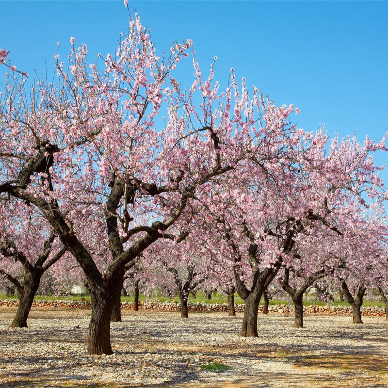 Trees for the Holy Land - A Garden of Ten Trees